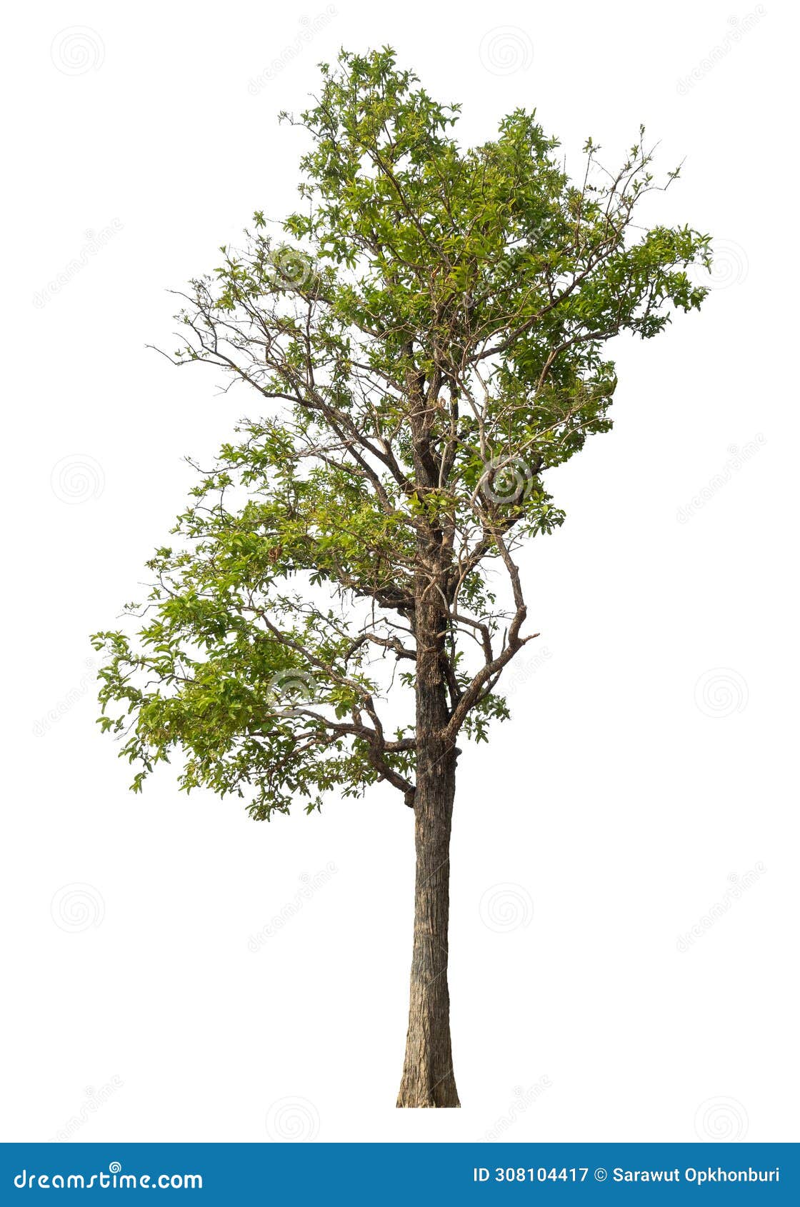 Green that are Isolated on a White Background are Suitable for Both ...