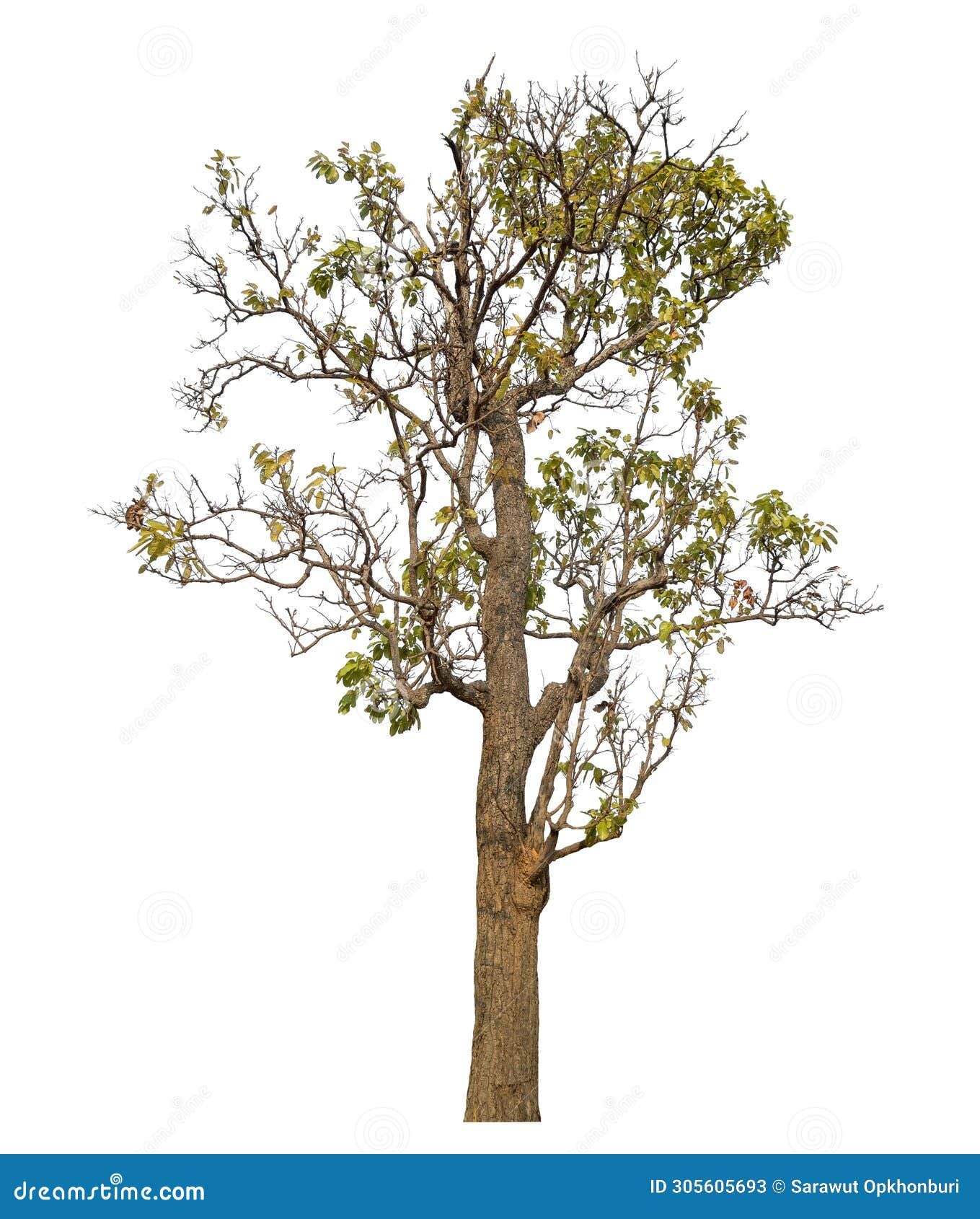 Trees that are Isolated on a White Background are Suitable for Both ...