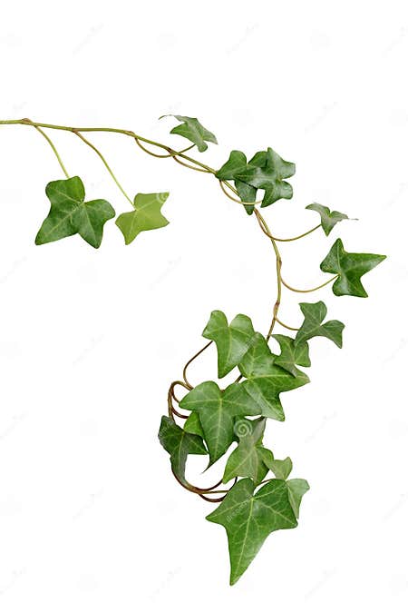 Green Ivy stock photo. Image of stem, leaf, plant, design - 14009974