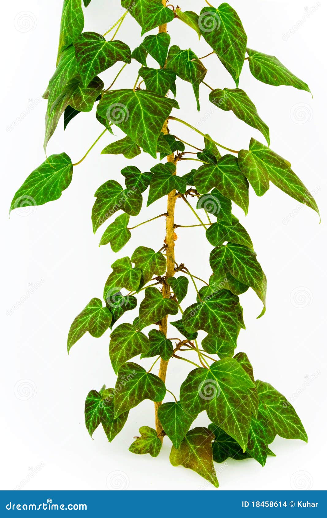 Green ivy stock photo. Image of green, foliage, isolated - 18458614