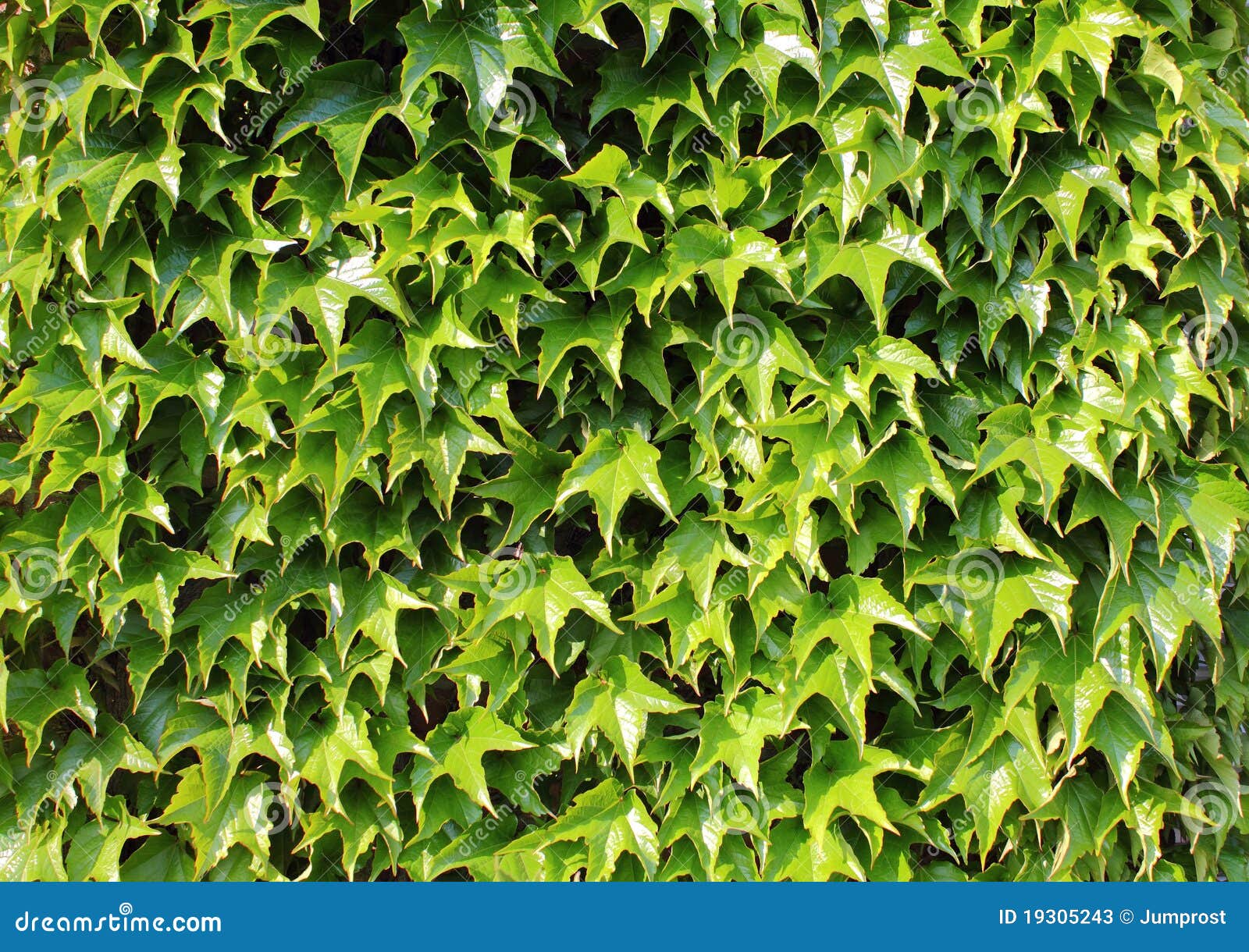 Green ivy stock image. Image of sunny, fresh, weather - 19305243