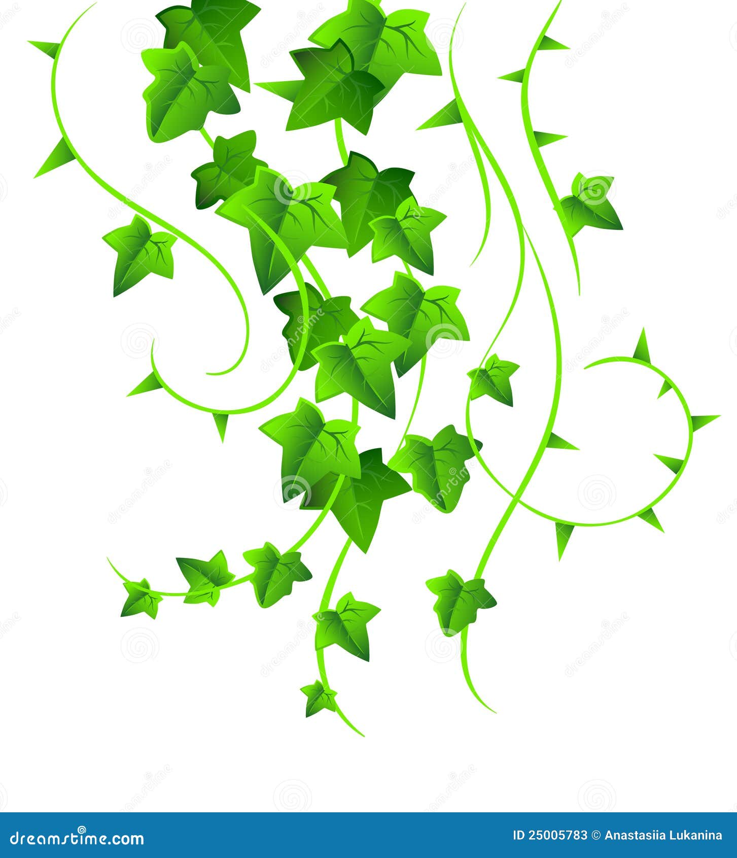 Green ivy stock vector. Illustration of decorative, botany - 25005783