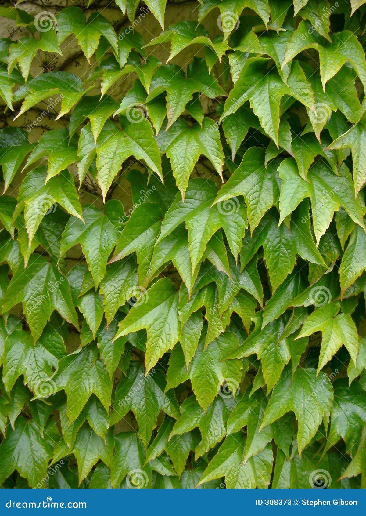 Green Ivy stock image. Image of wall, cover, climbing, growing - 308373