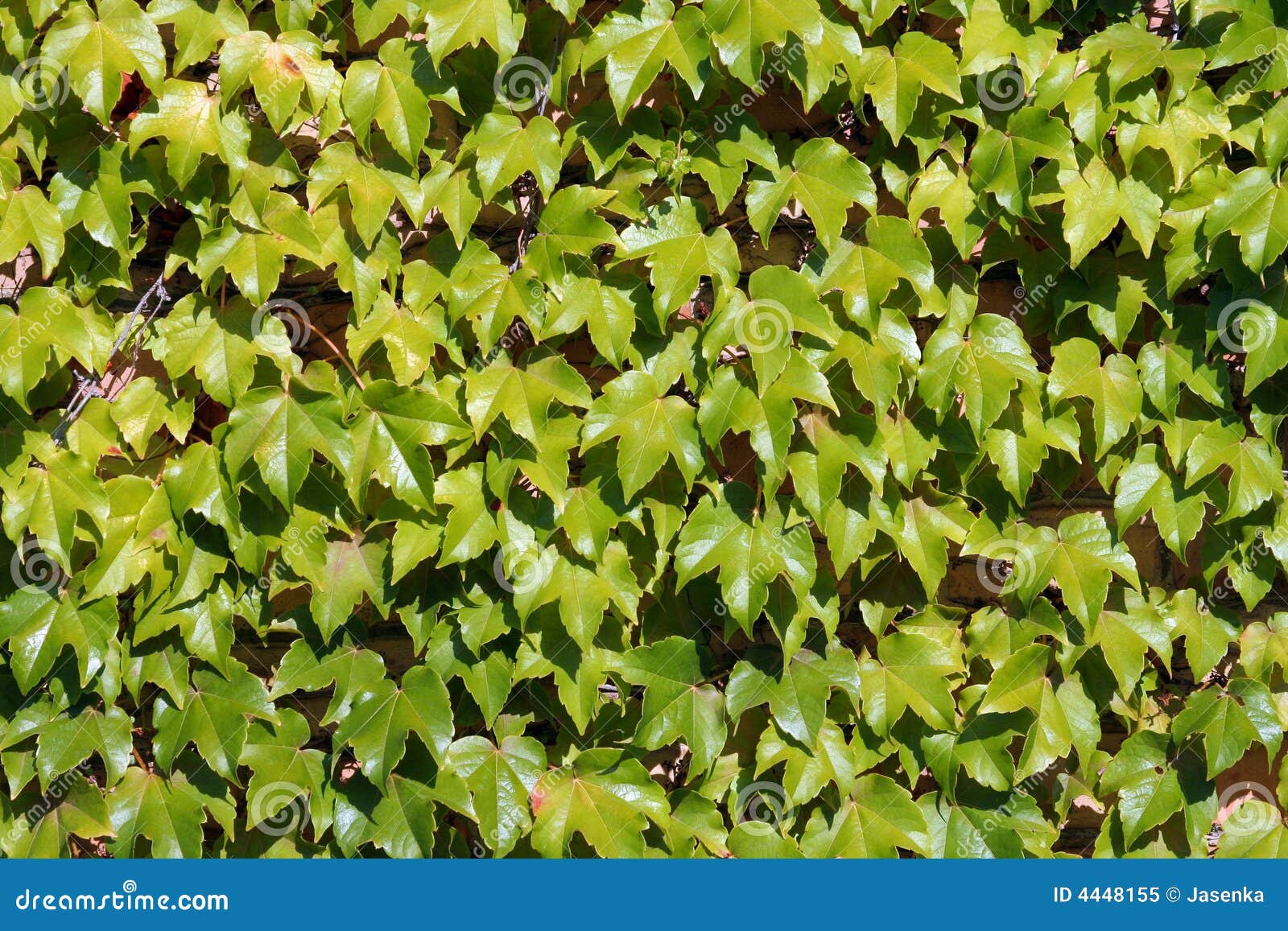 Green ivy stock image. Image of fresh, background, growth - 4448155