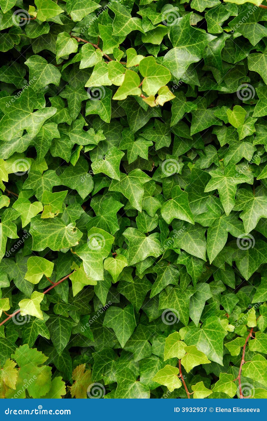 Green ivy background stock image. Image of dense, growing - 3932937