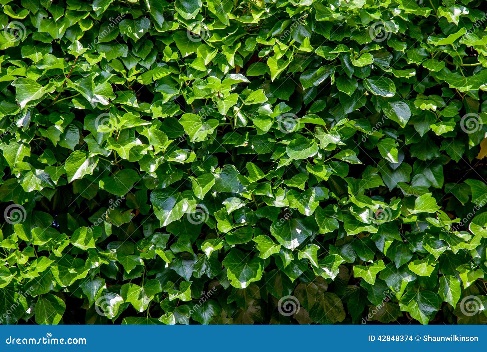 Green Ivy Background stock photo. Image of background - 42848374