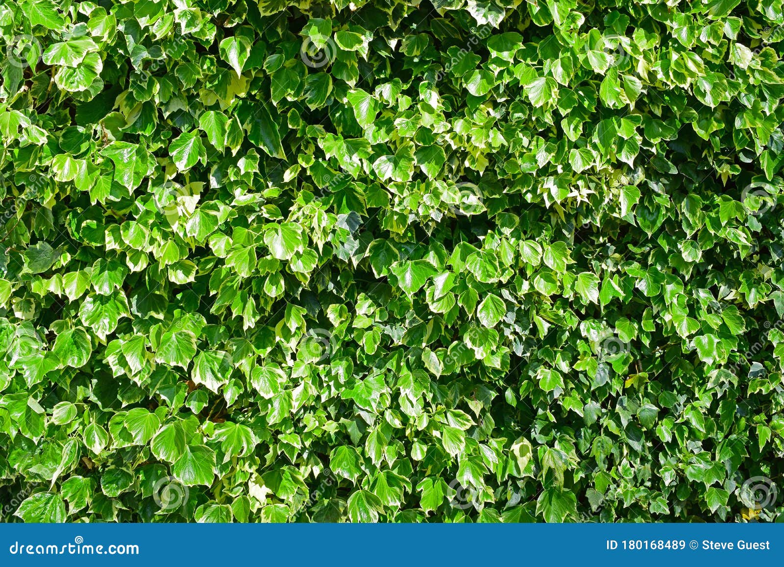 Green Ivy for a Background stock image. Image of used - 180168489