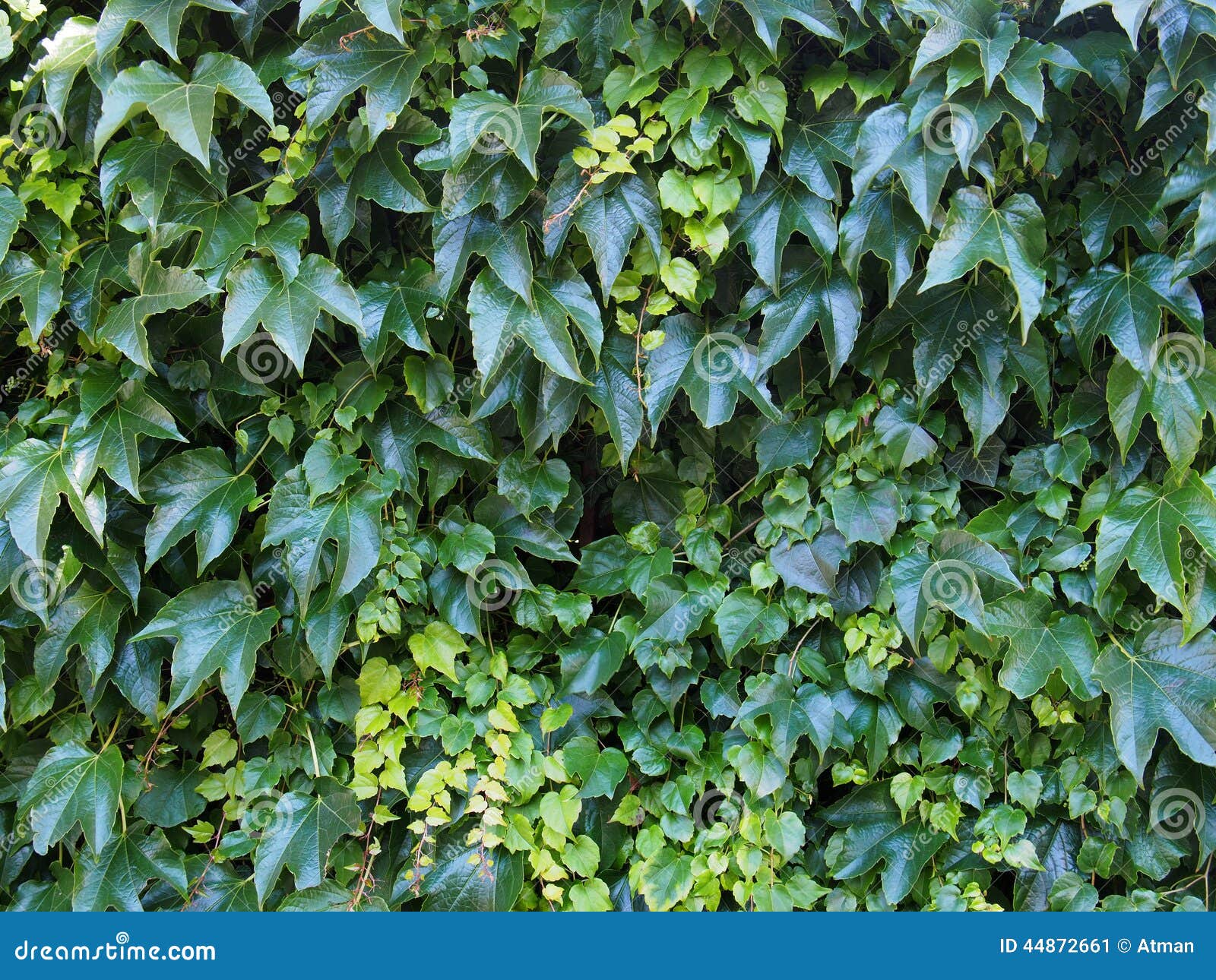 Green ivy background stock image. Image of wall, hwdge - 44872661