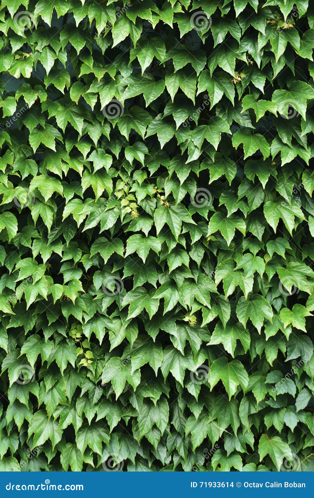 Green Ivy Background Texture Stock Photo - Image of hang, fresh: 71933614