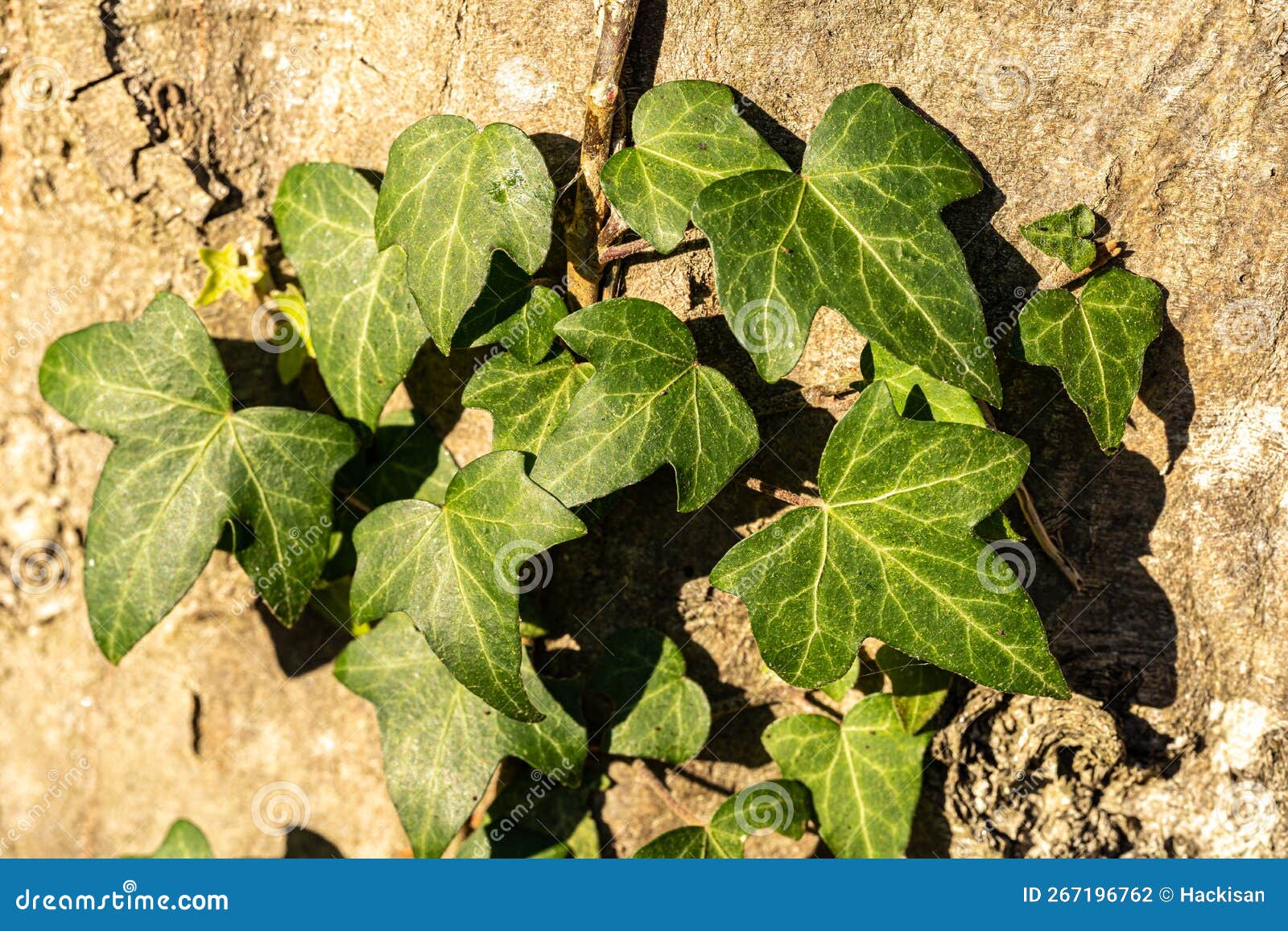 Green Ivy on a Big Rock in the Forest Stock Photo - Image of acid, rain ...