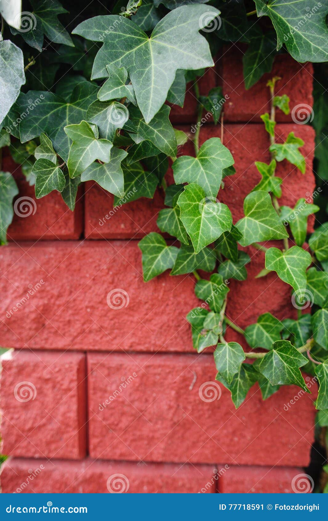 Green Ivy on a Brick Wall Background Stock Image - Image of pillar ...
