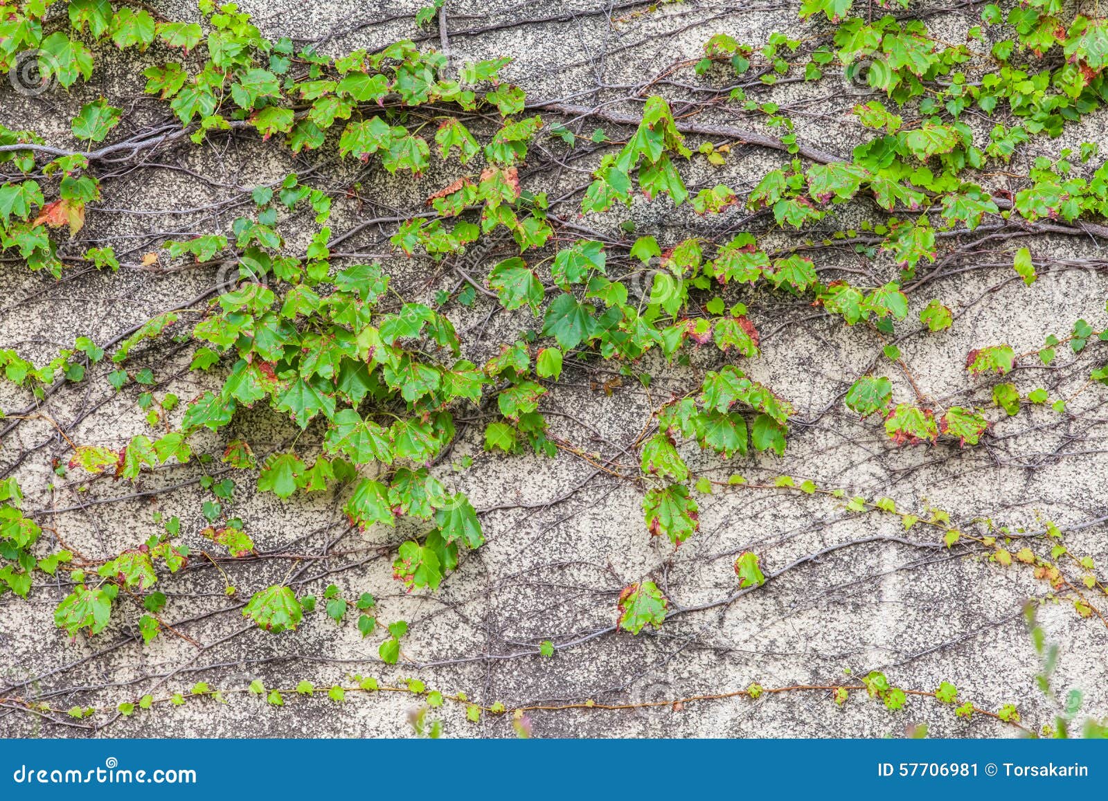 Green ivy climber tree stock image. Image of plant, foliage - 57706981
