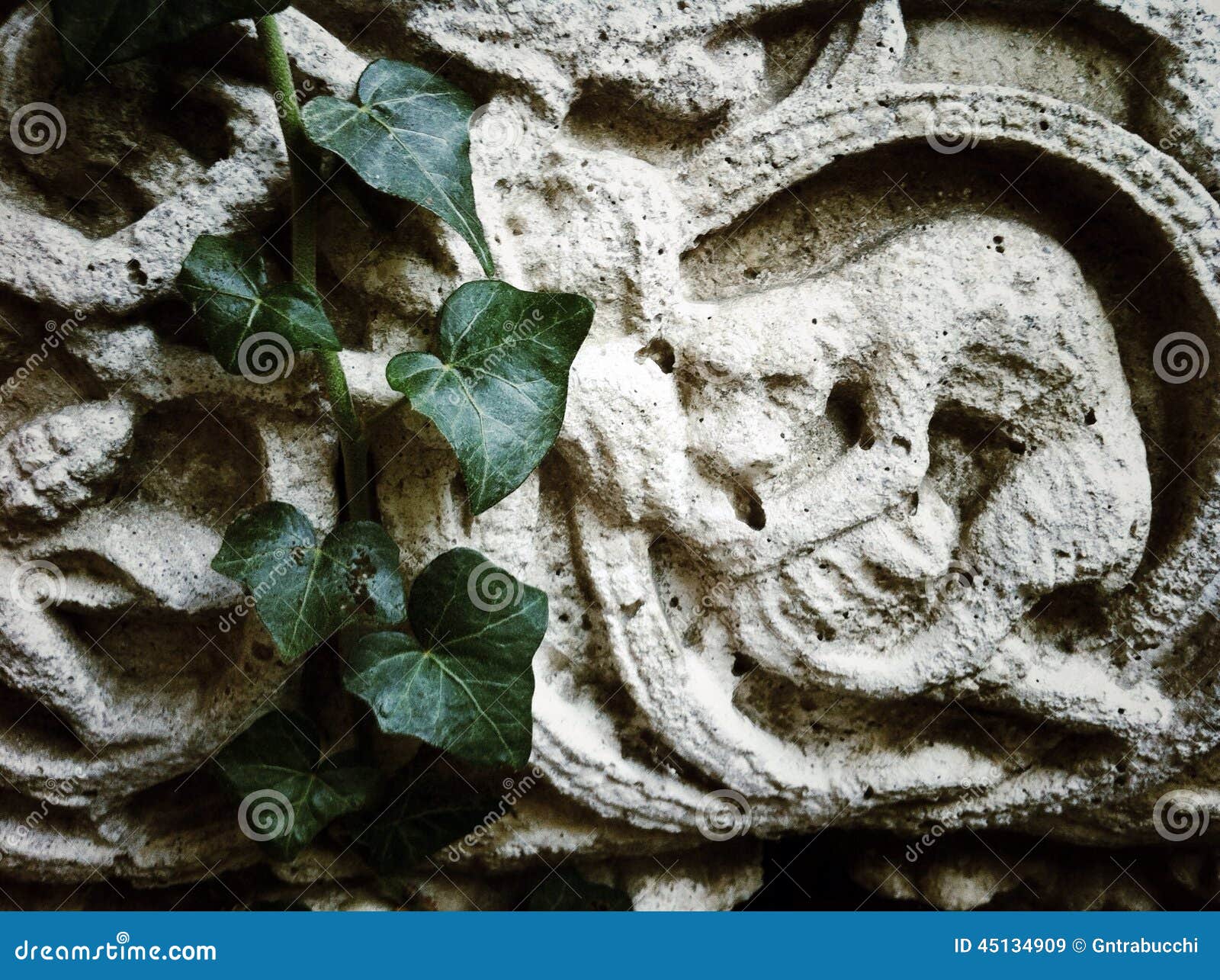 Green Ivy on an Engraved Surface Stock Image - Image of relief, leaves ...
