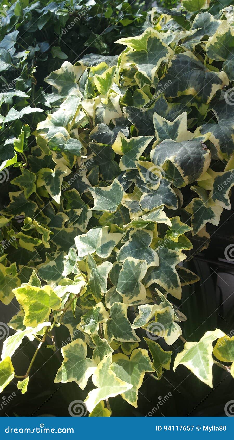 Green Ivy stock image. Image of climbing, little, tiny - 94117657