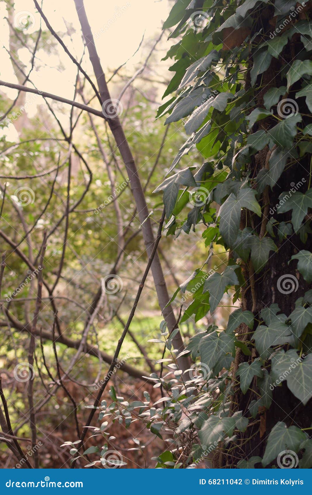 Green ivy forest plants stock photo. Image of botany - 68211042