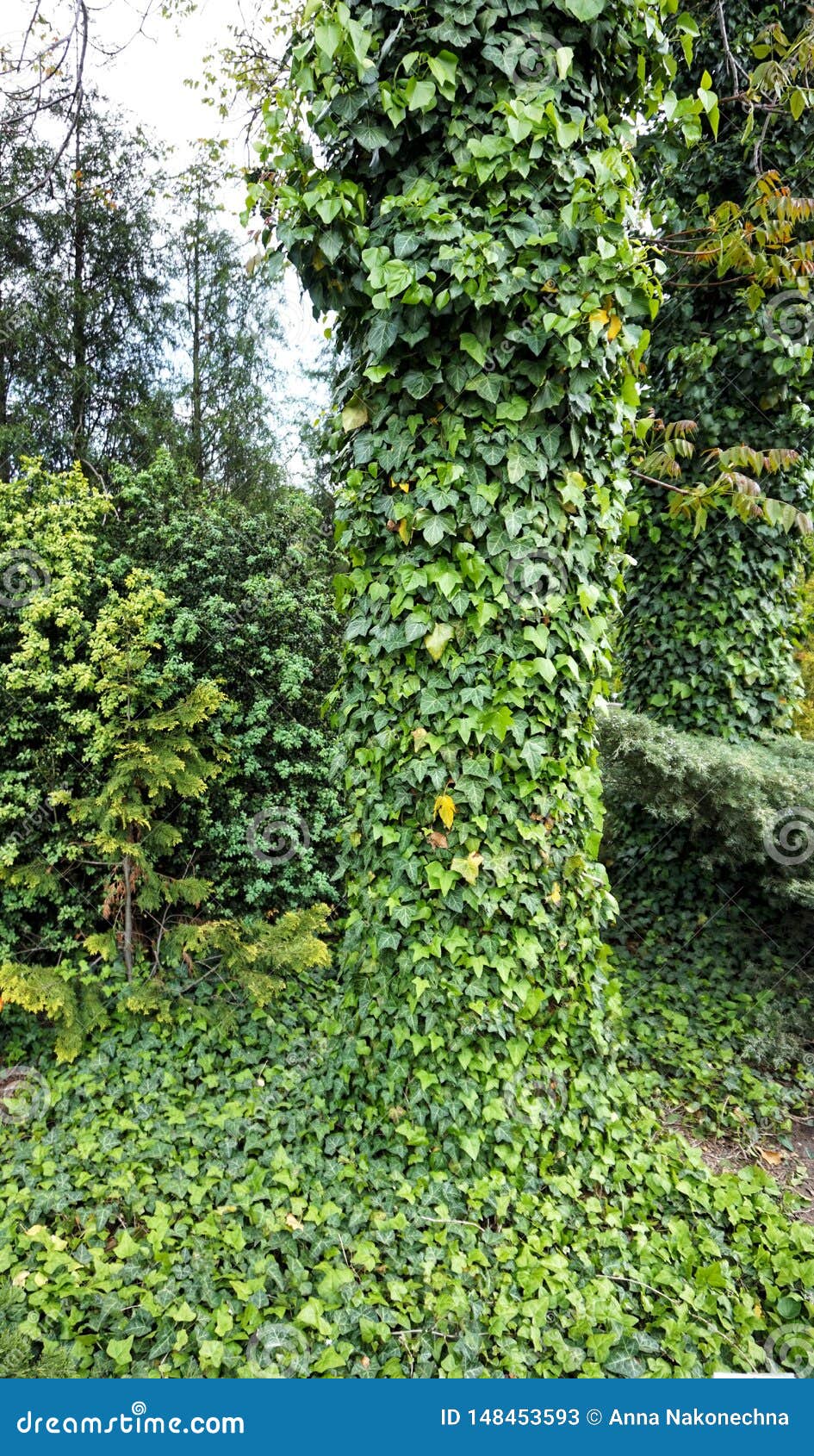 Twisted Tree Stock Images - Download 9,257 Royalty Free Photos