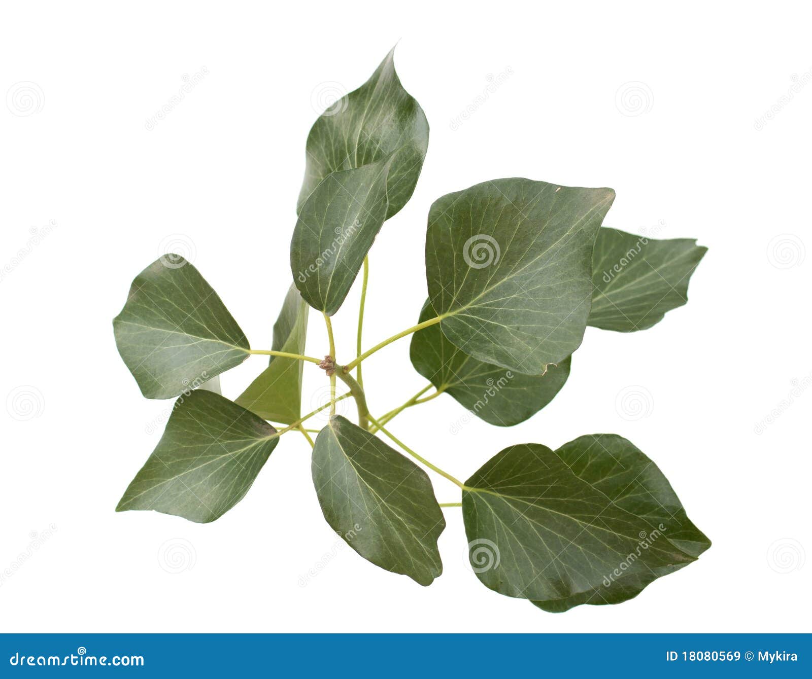 Green Ivy Isolated on White Stock Image - Image of path, macro: 18080569