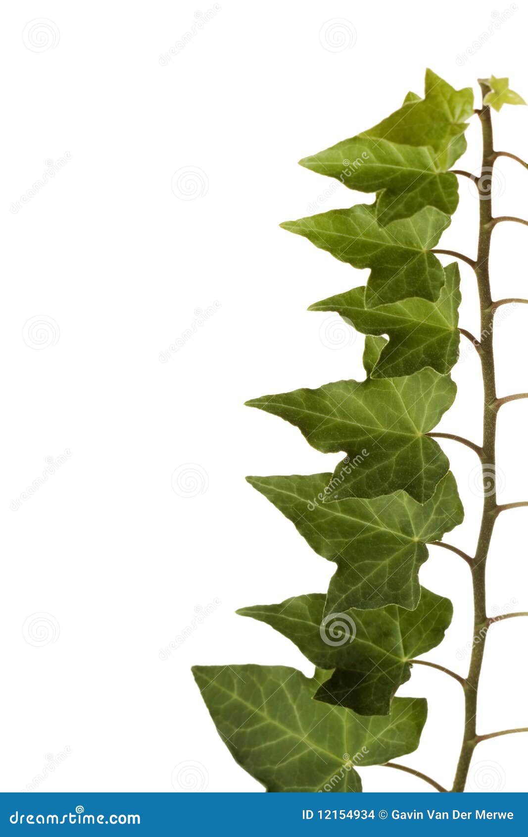 Green Ivy Isolated White Background Stock Photo - Image of plantae ...