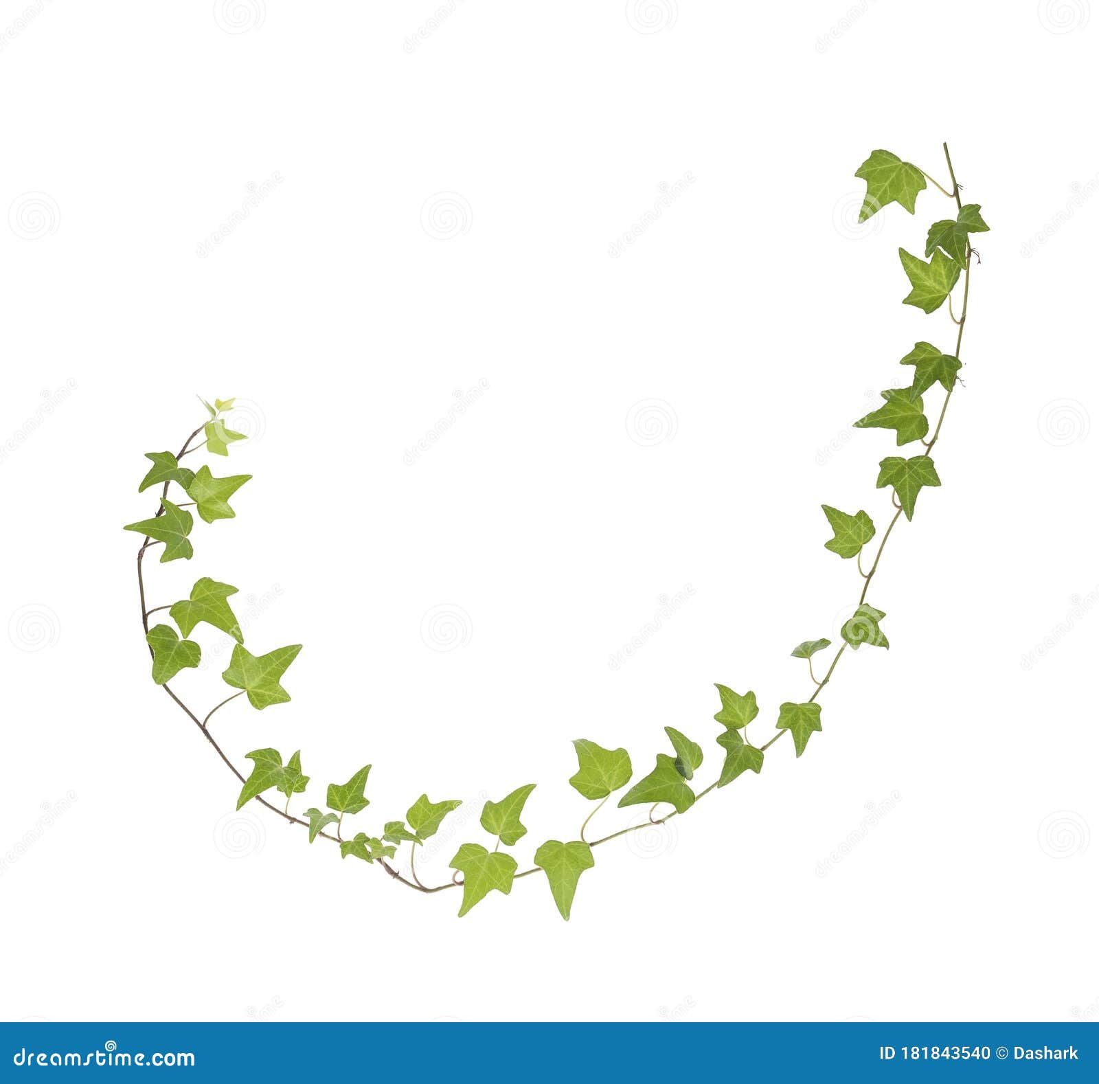 Green Ivy Isolated on a White Stock Photo - Image of nature, hanging ...