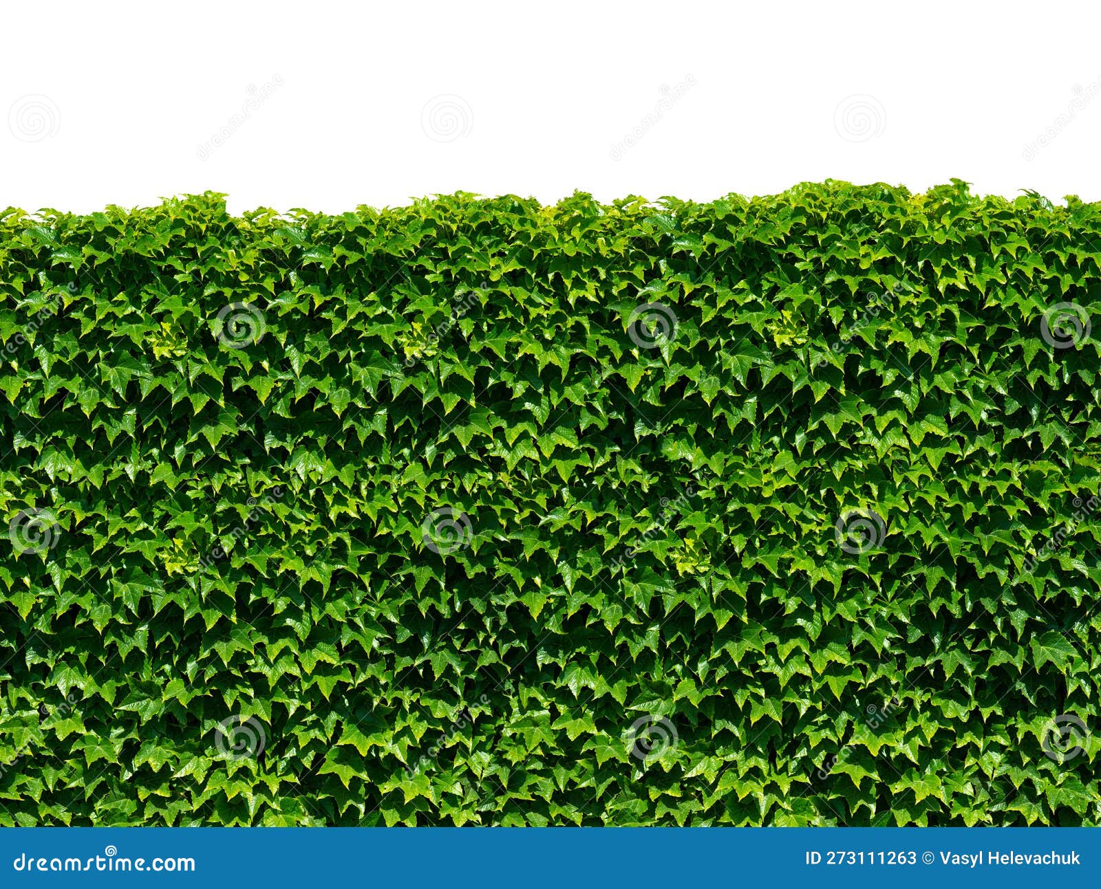 Green Ivy Isolated on White Stock Image - Image of surface, wallpaper ...