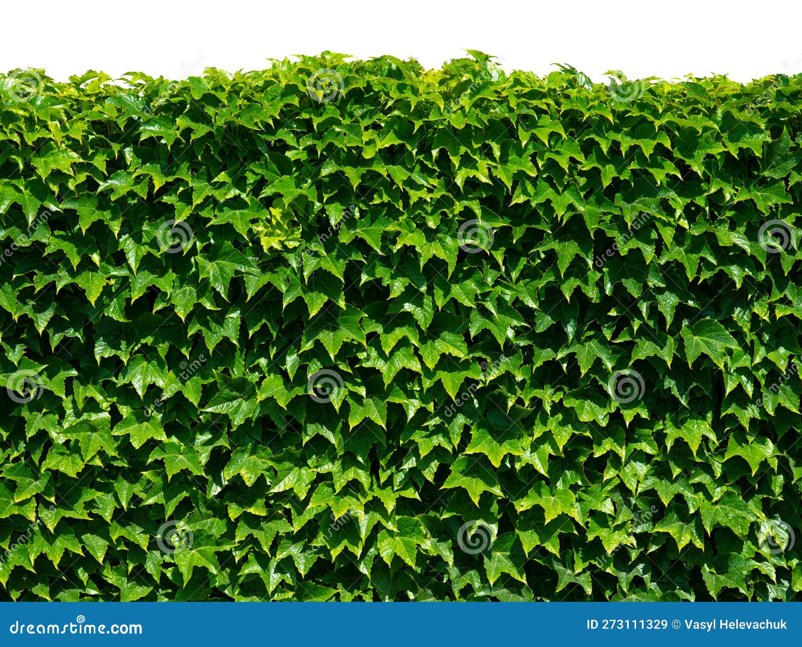 Green Ivy Isolated on White Stock Image - Image of climber, surface ...