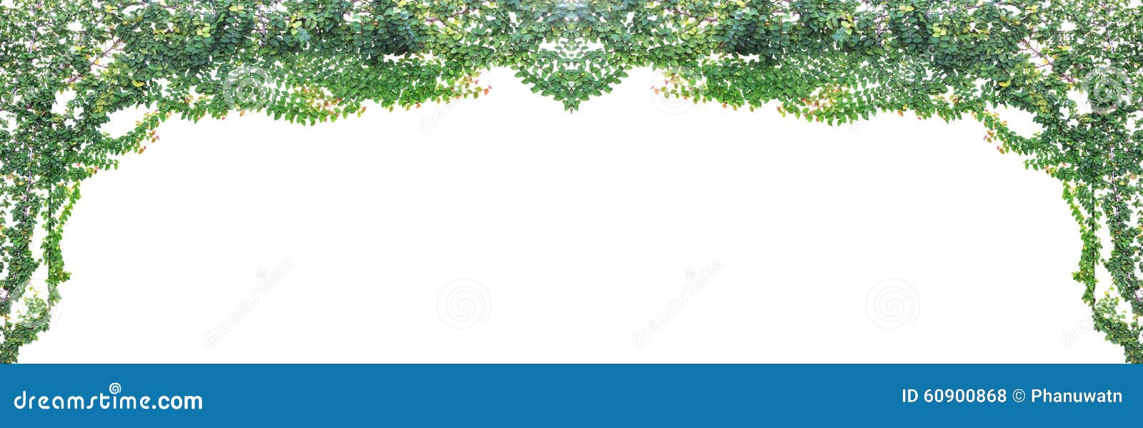 Green Ivy Isolated on White Background Stock Photo - Image of plant ...