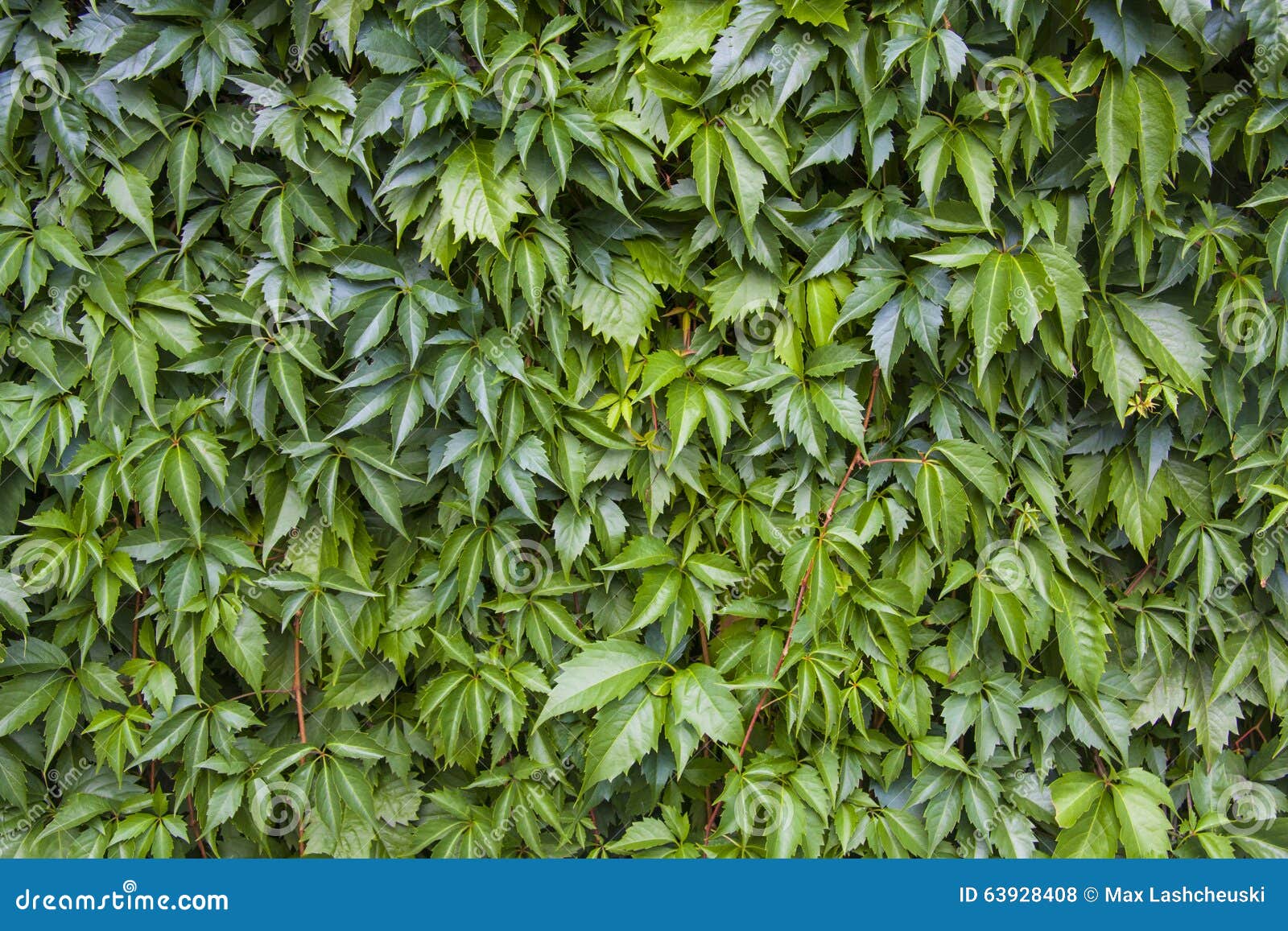 Green Ivy leaf texture stock photo. Image of lawn, vine - 63928408