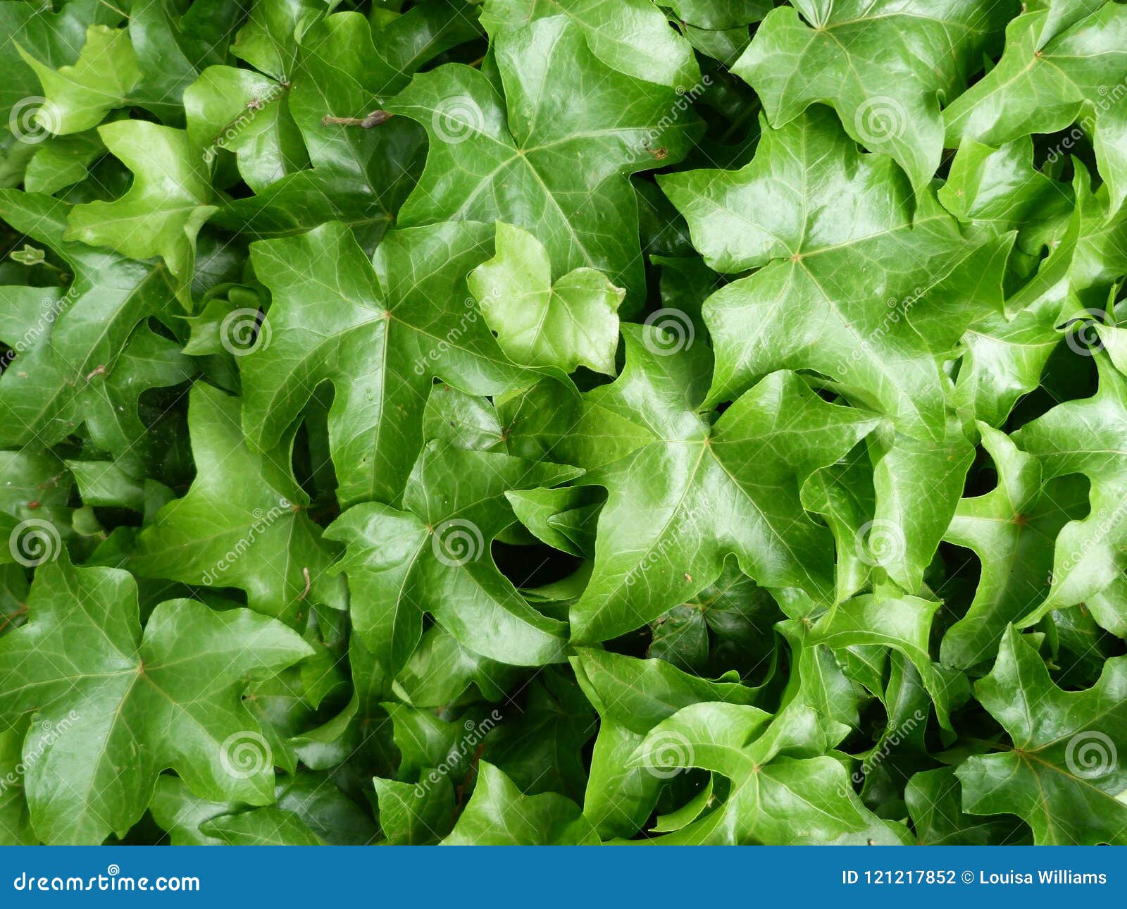 Green Ivy Leaves Background Stock Photo - Image of background, beauty ...