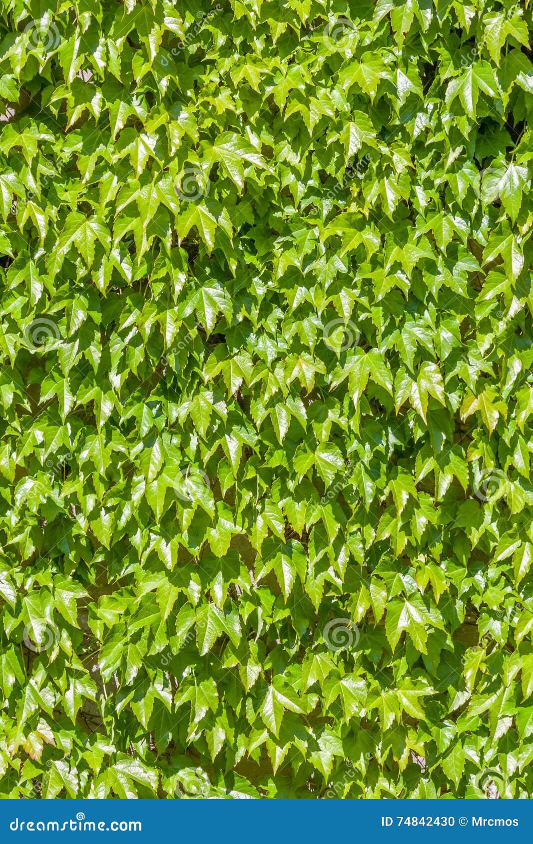 Green Ivy Leaves on Exterior Wall Background. Stock Photo - Image of ...
