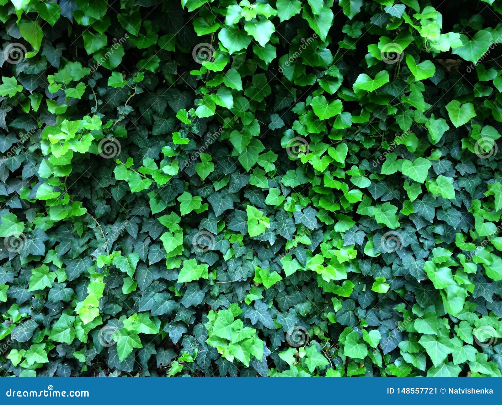 Green Ivy Leaves. Textural Floral Background Stock Image - Image of ... Green Ivy Leaves. Textural Floral Background Stock Image - Image of ...
