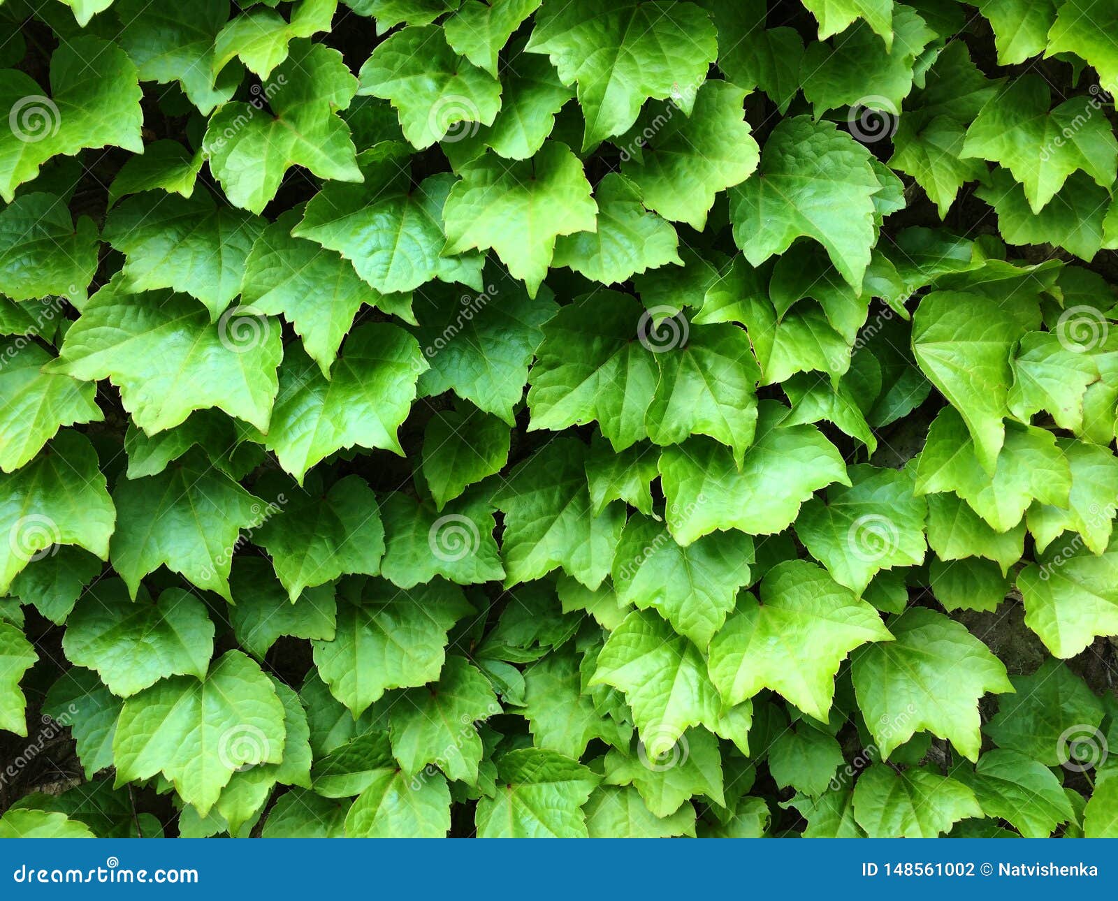 Green Ivy Leaves. Textural Floral Background Stock Photo - Image of ... Green Ivy Leaves. Textural Floral Background Stock Photo - Image of ...