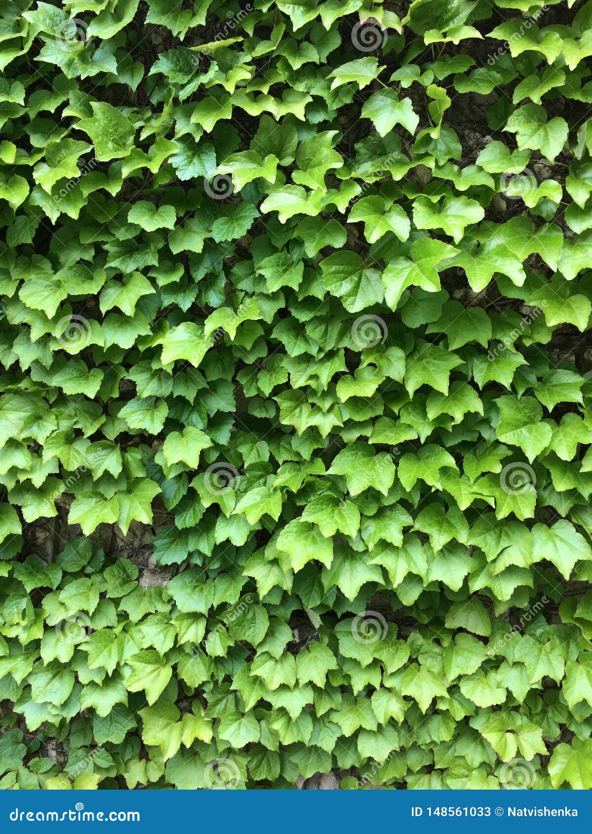 Green Ivy Leaves. Textural Floral Background Stock Image - Image of ... Green Ivy Leaves. Textural Floral Background Stock Image - Image of ...