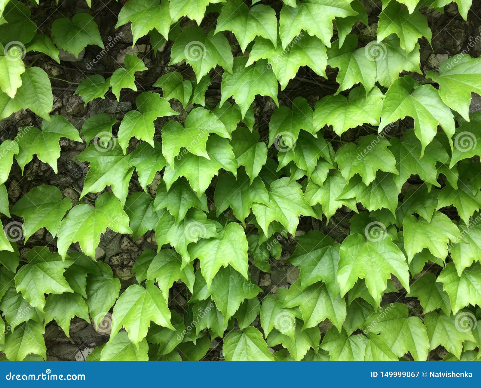 Green Ivy Leaves. Textural Floral Background of Young Leaves Stock ... Green Ivy Leaves. Textural Floral Background of Young Leaves Stock ...