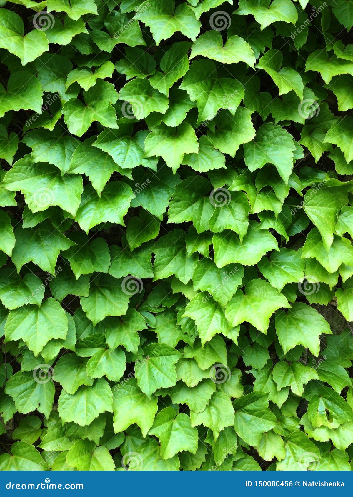 Green Ivy Leaves. Textural Floral Background of Young Leaves Stock ... Green Ivy Leaves. Textural Floral Background of Young Leaves Stock ...