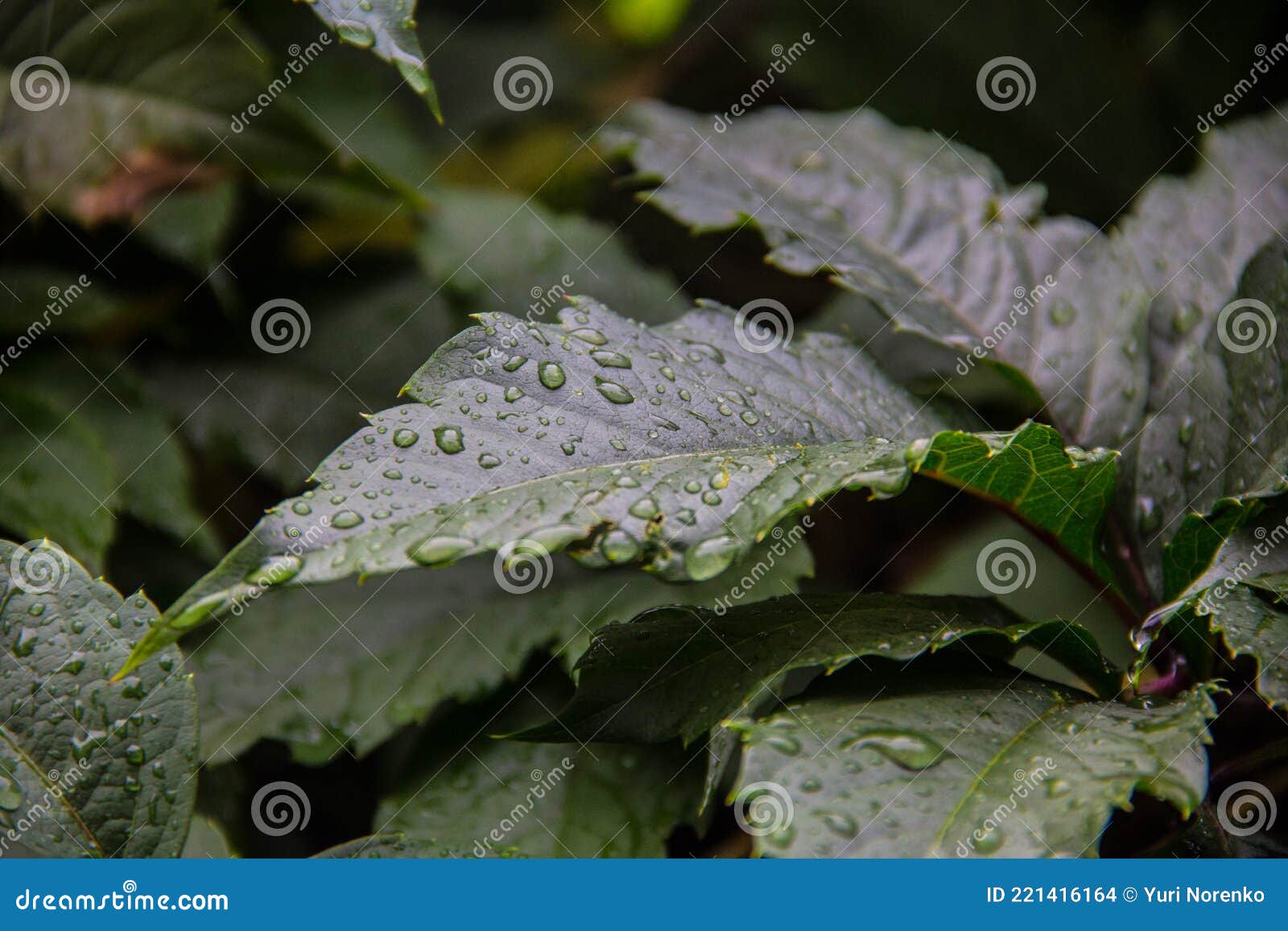 Green Ivy Leaves with Water Drops after Rain Stock Photo - Image of ...