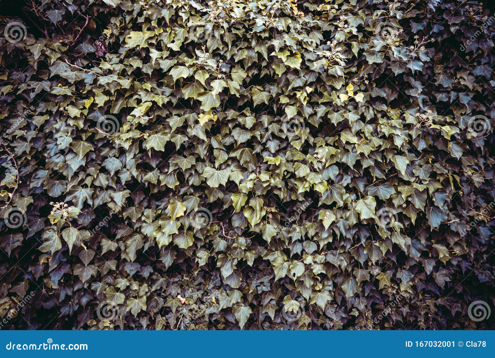 Green Ivy Pattern Layout Design. Ecology Natural Creative Concept Stock ...