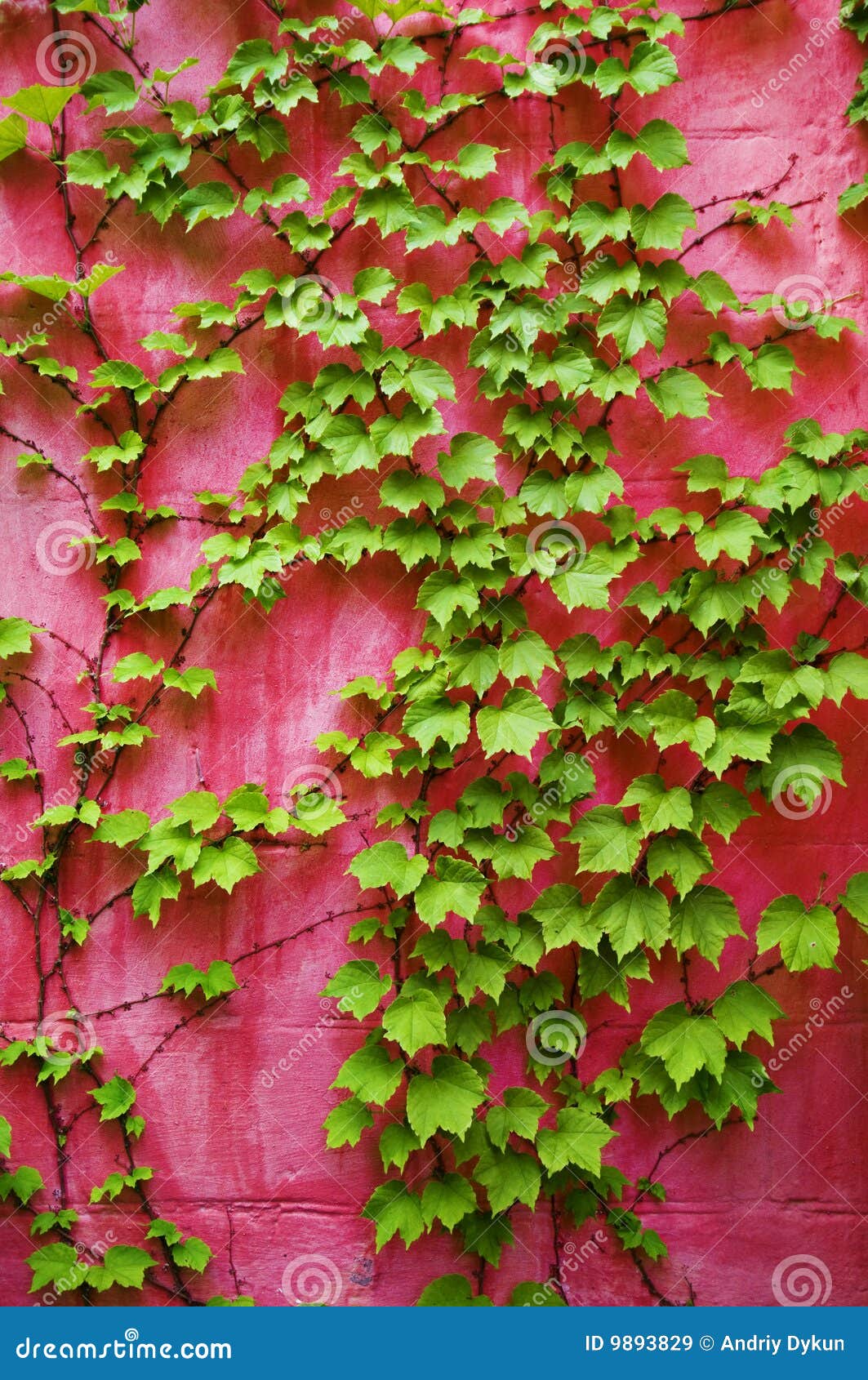 Green ivy on pink wall stock image. Image of growth, flora - 9893829
