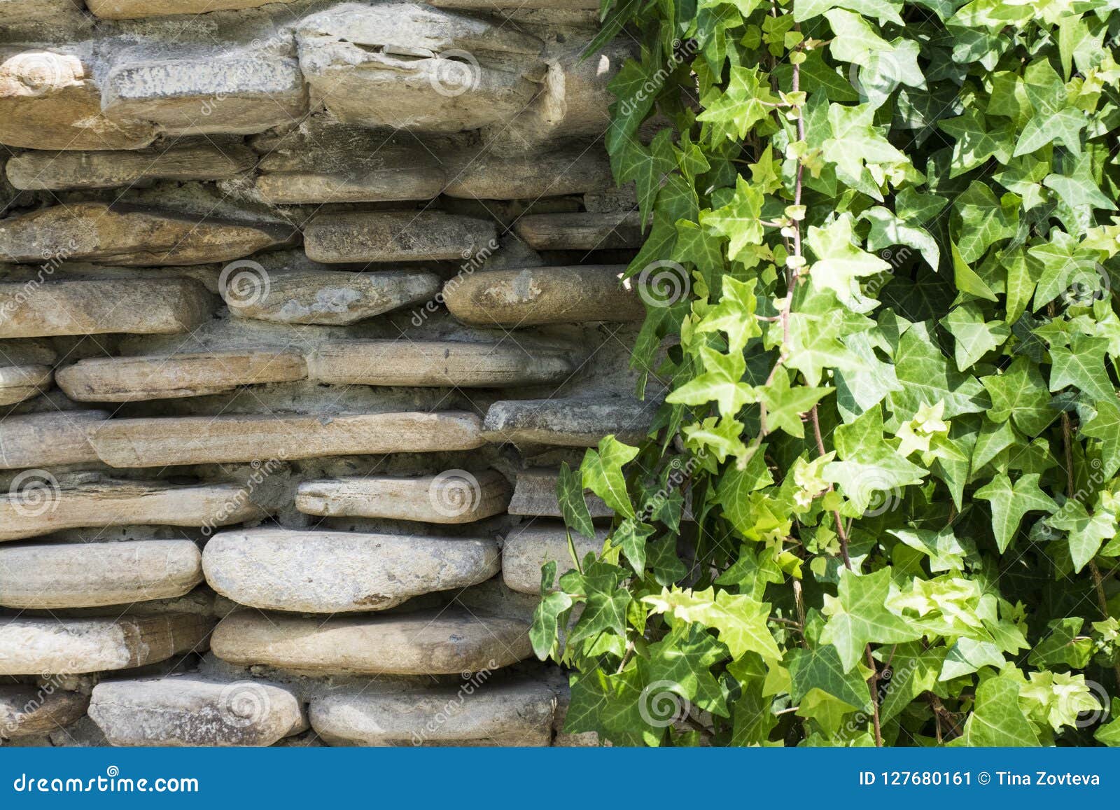 Green ivy on rock wall stock image. Image of botanical - 127680161