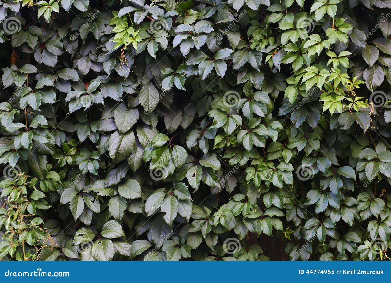 Green ivy texture stock image. Image of green, surface - 44774955
