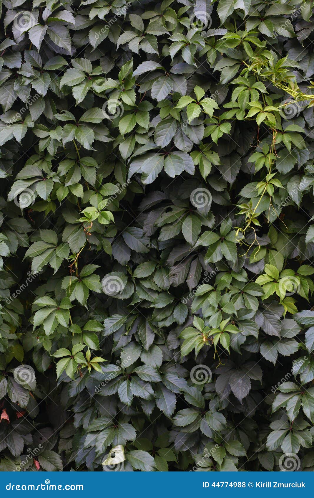 Green ivy texture stock photo. Image of shrub, background - 44774988