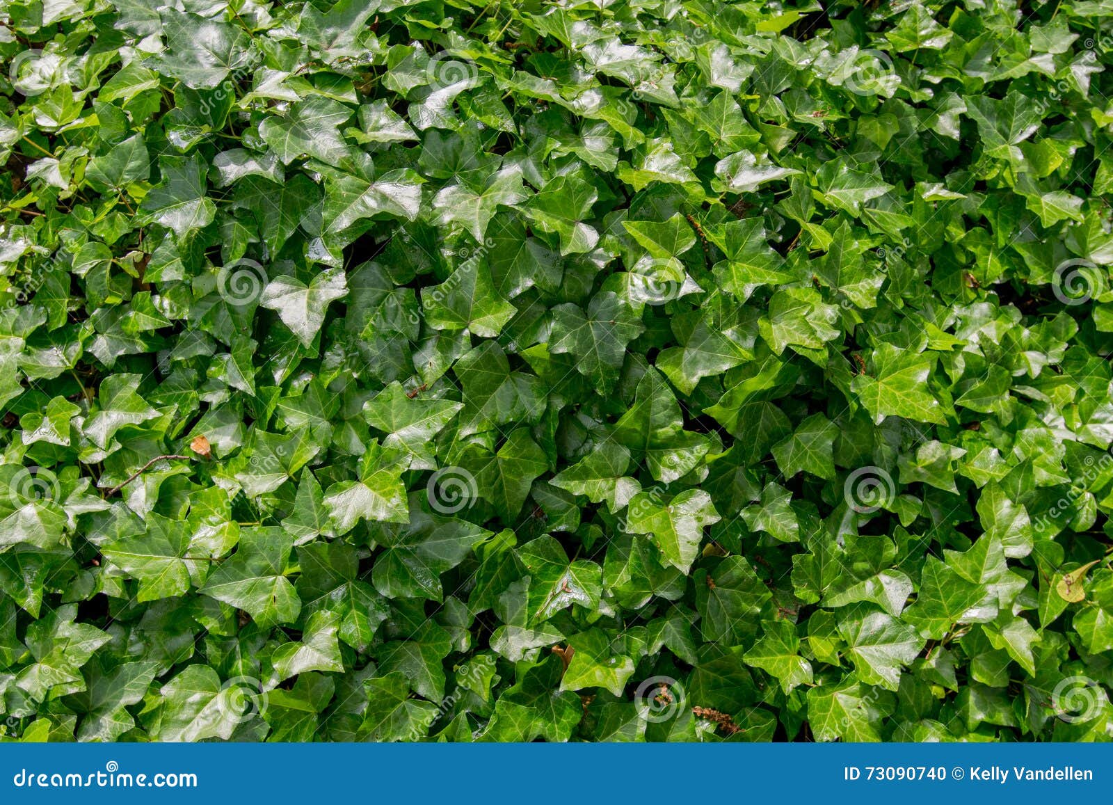 Green Ivy Texture stock photo. Image of green, summer - 73090740