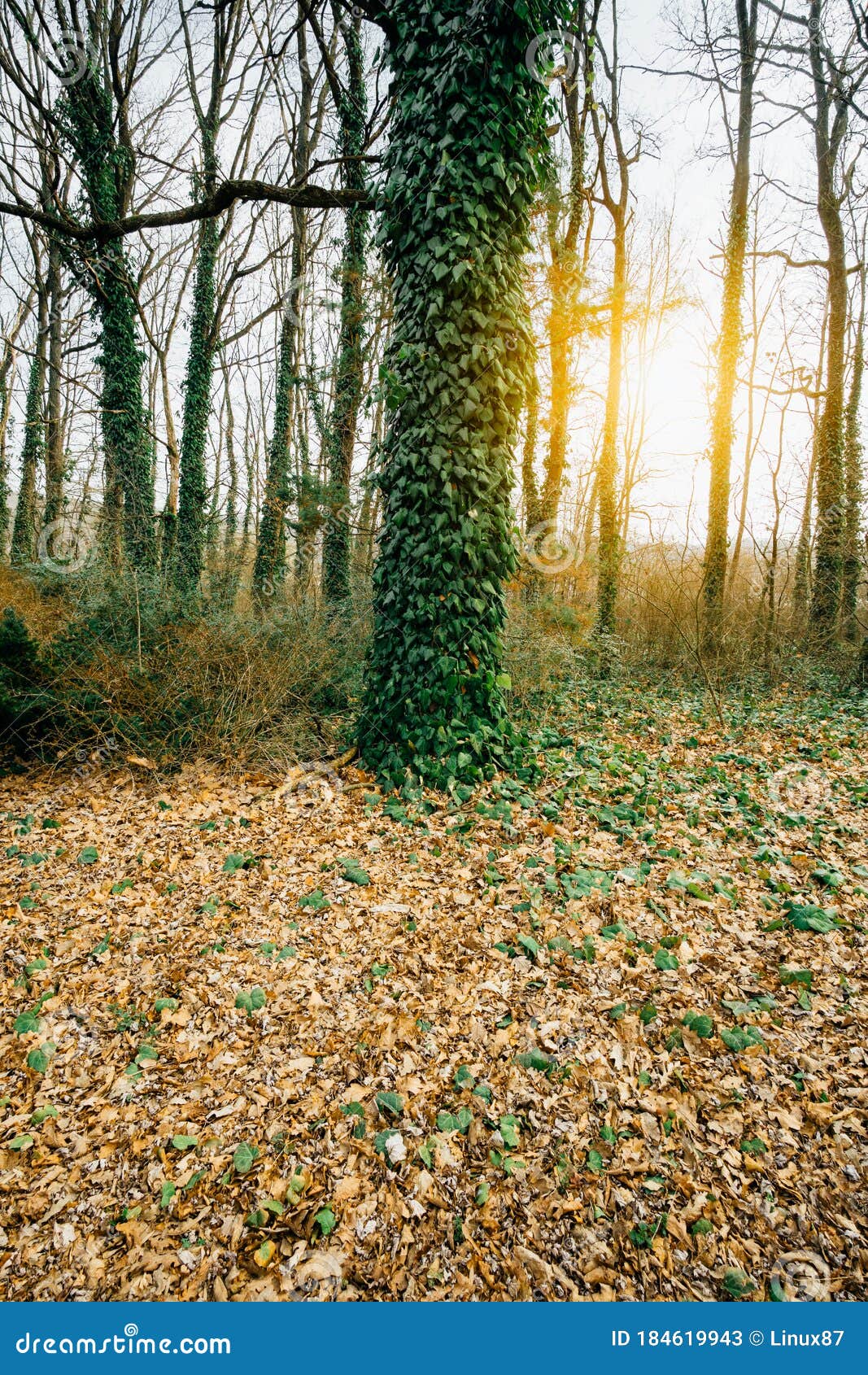 Green Ivy on the Tree in the Forest Stock Image - Image of sunny, leaf ...