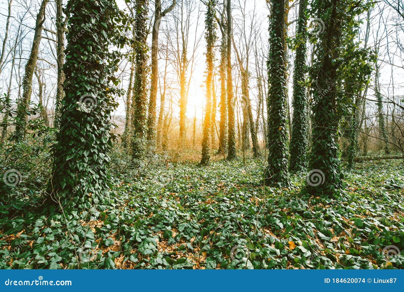 Green Ivy on the Tree in the Forest Stock Photo - Image of lush, plant ...
