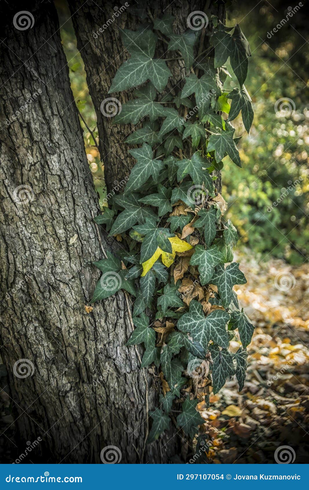 Picture of ivy in the fall stock photo. Image of park - 297107054