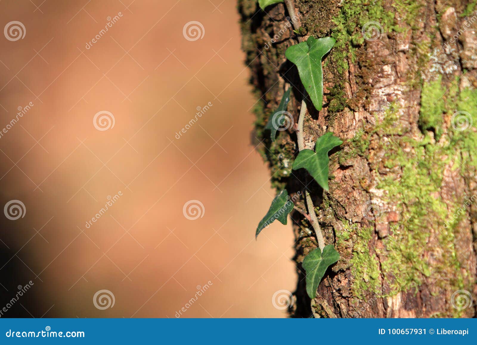 Ivy stock image. Image of leaf, natural, nature, woods - 100657931