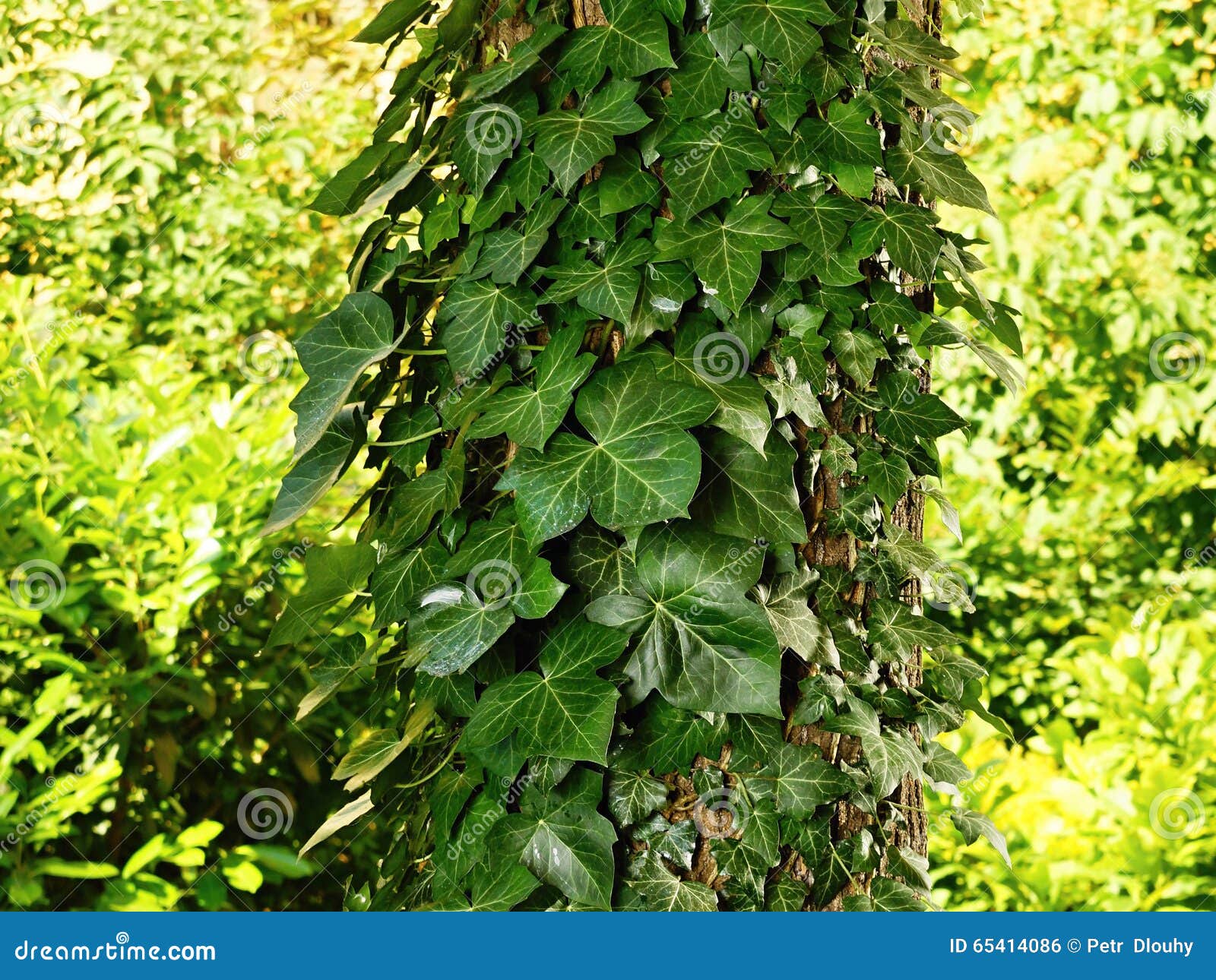 Green ivy stock photo. Image of plant, outdoors, park - 65414086