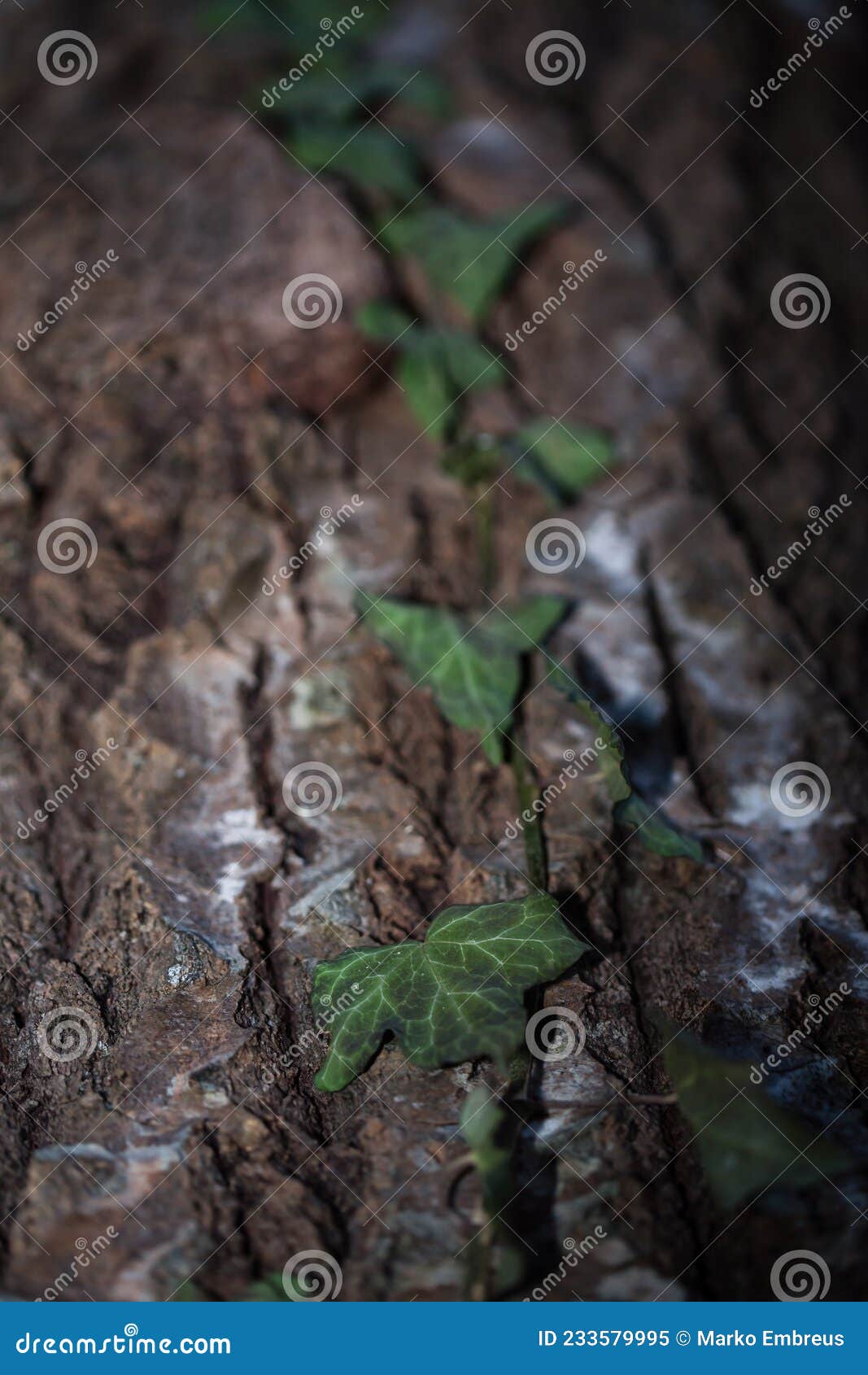Green ivy on a tree stock image. Image of clipping, path - 233579995