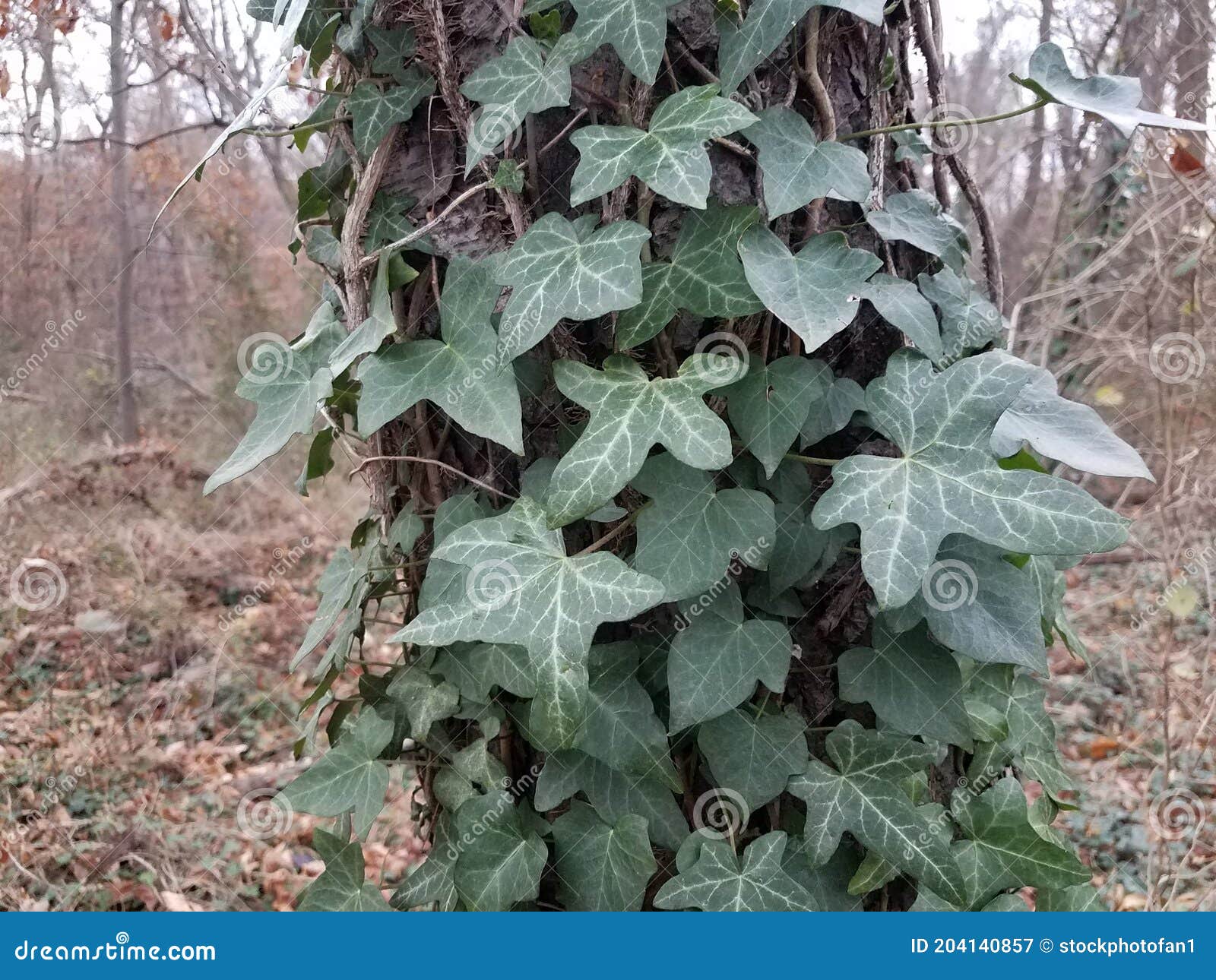 Green Ivy Vine on Tree Trunk in Woods Stock Image - Image of tree, vine ...