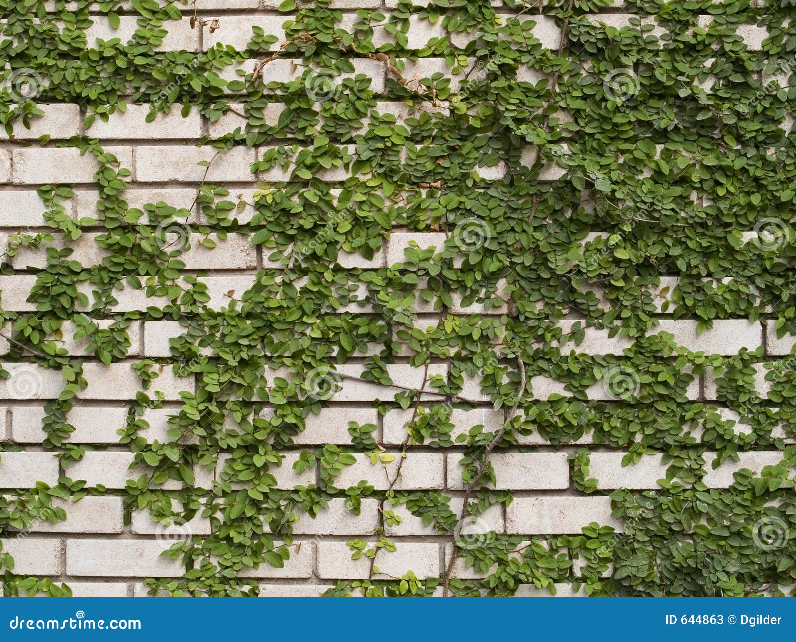 Green ivy on wall stock image. Image of detailed, growth - 644863