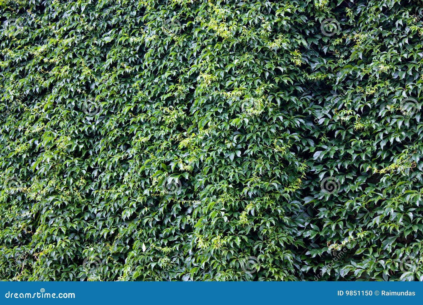 Green Ivy Wall stock photo. Image of leaf, grow, ecology - 9851150